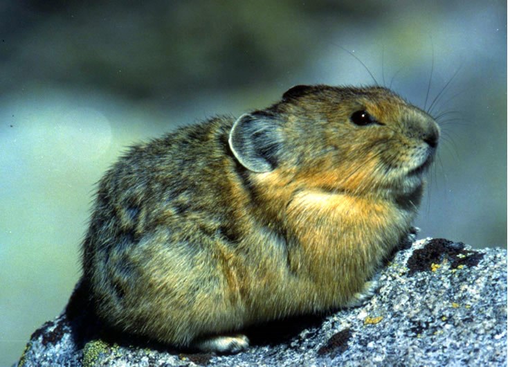 Pikas in Rocky Mountain National Park - Rocky Mountain National Park (U ...