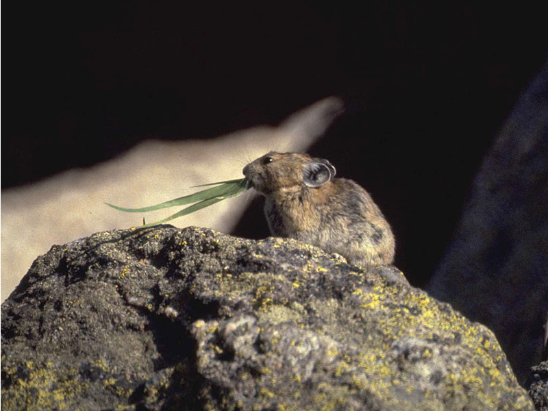 Vegetation for Pikas - Rocky Mountain National Park (U.S. National Park ...
