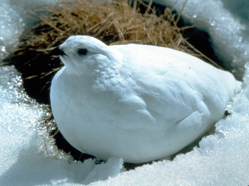 Ptarmigan - Rocky Mountain National Park (U.S. National Park Service)