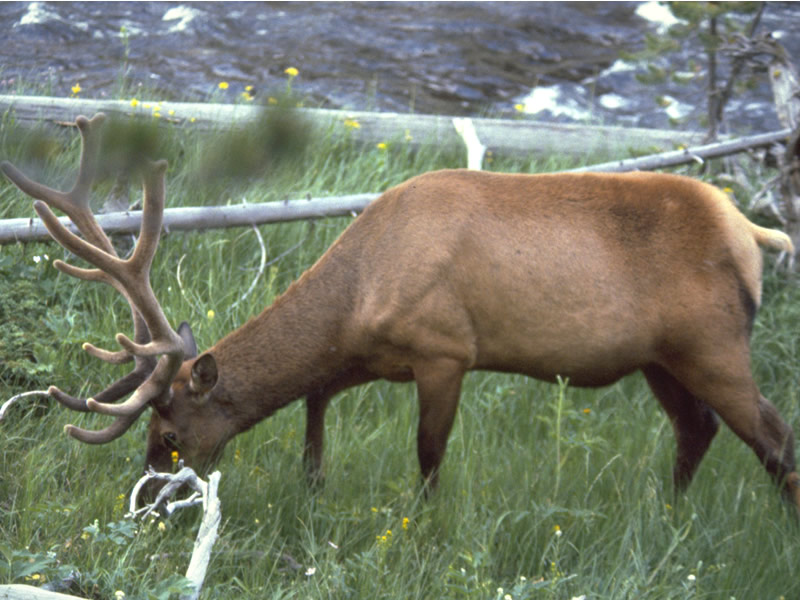 Elk in Summer Coat - Rocky Mountain National Park (U.S. National Park ...