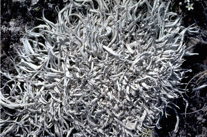 Thamnolia - Rocky Mountain National Park (U.S. National Park Service)