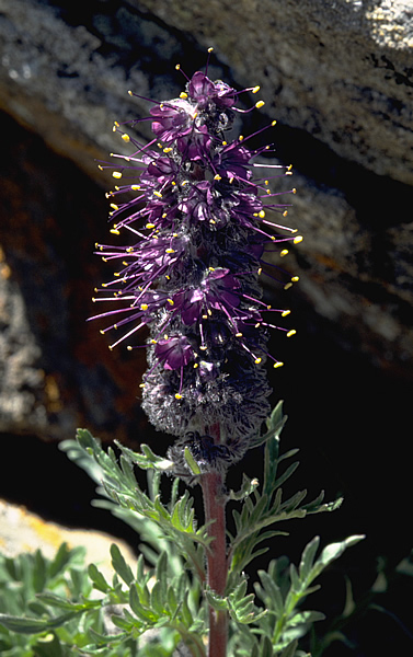 Purple-fringe (Phacelia sericea) - Rocky Mountain National Park (U.S ...
