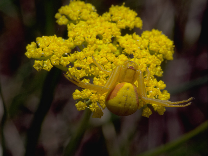 Yellow Spider Camouflage - Rocky Mountain National Park (U.S. National ...