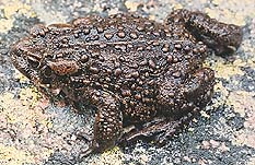 Another View of a Boreal Toad - Rocky Mountain National Park (U.S ...