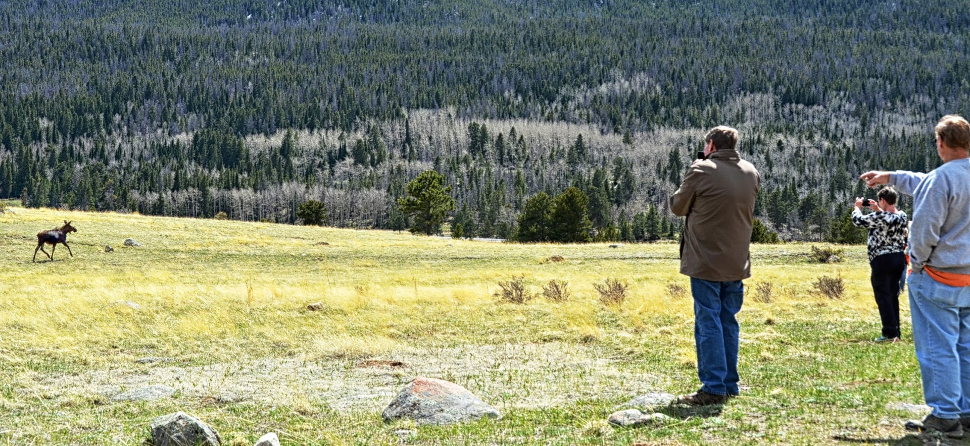 Moose + Bighorns = EXCITEMENT! - Rocky Mountain National Park (U.S ...