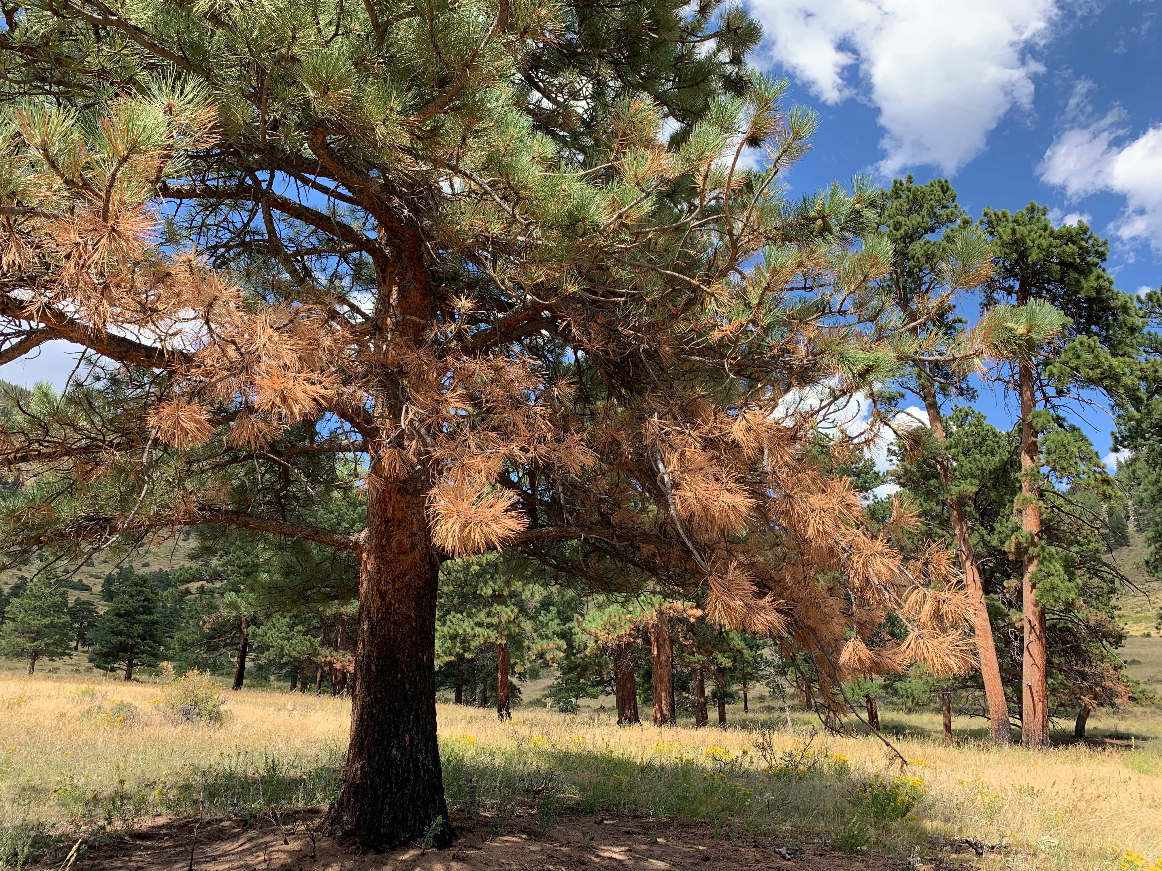 Fire Ecology - Rocky Mountain National Park (U.S. National Park Service)
