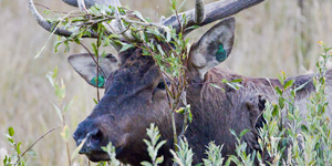 Elk and Vegetation Management - Rocky Mountain National Park (U.S ...