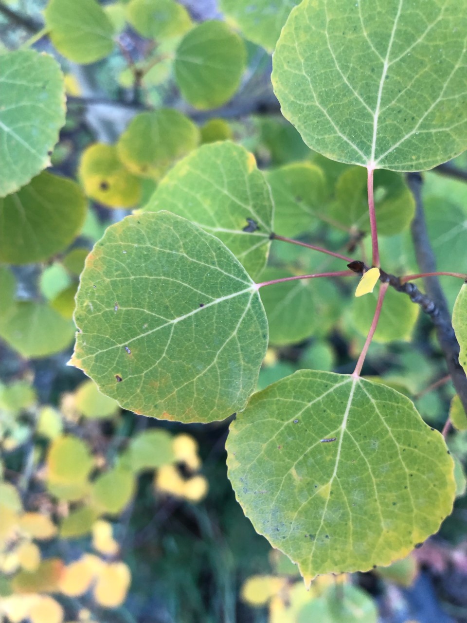 Learn About Fall Colors - Rocky Mountain National Park (U.S. National ...