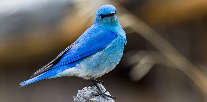 Birds - Rocky Mountain National Park (U.S. National Park Service)