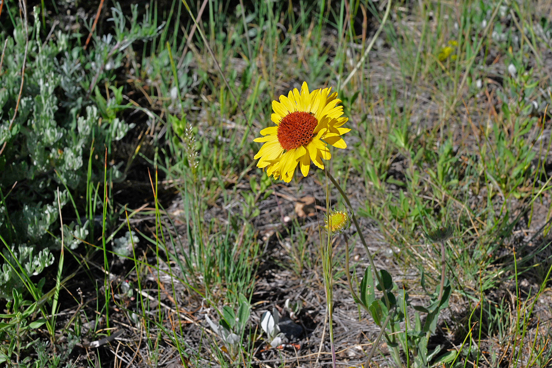 Yellow & Orange Flowers - Rocky Mountain National Park (U.S. National ...