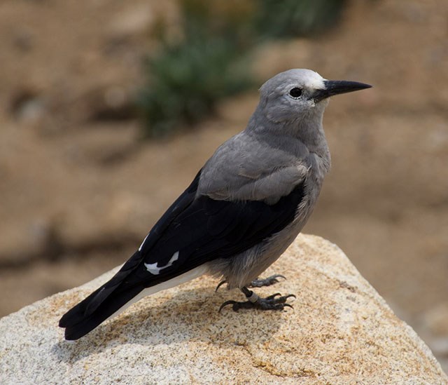 Clark's Nutcracker - Rocky Mountain National Park (U.S. National Park ...