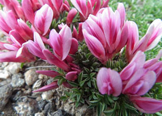 Pink & Red Wildflowers - Rocky Mountain National Park (U.S. National ...