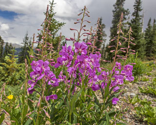 Pink & Red Wildflowers - Rocky Mountain National Park (U.S. National ...