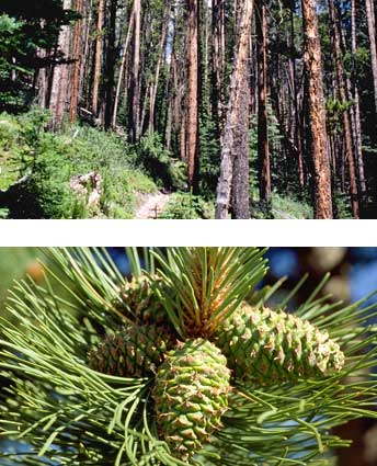 Fire Ecology - Rocky Mountain National Park (U.S. National Park Service)