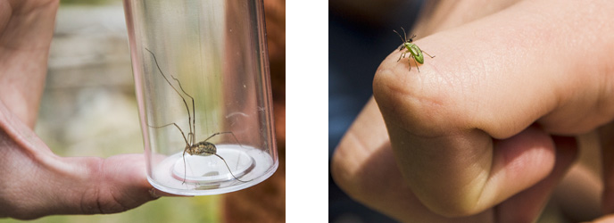 Insects - Rocky Mountain National Park (U.S. National Park Service)