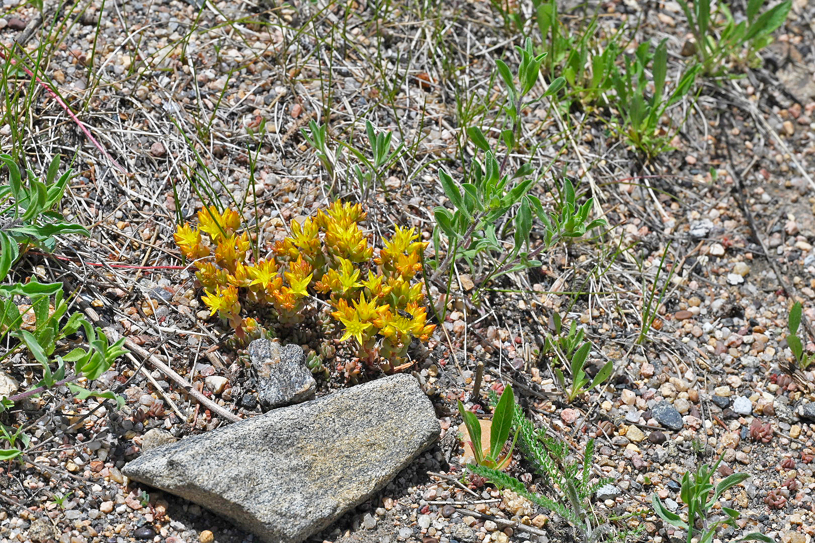 Yellow & Orange Flowers - Rocky Mountain National Park (U.S. National ...