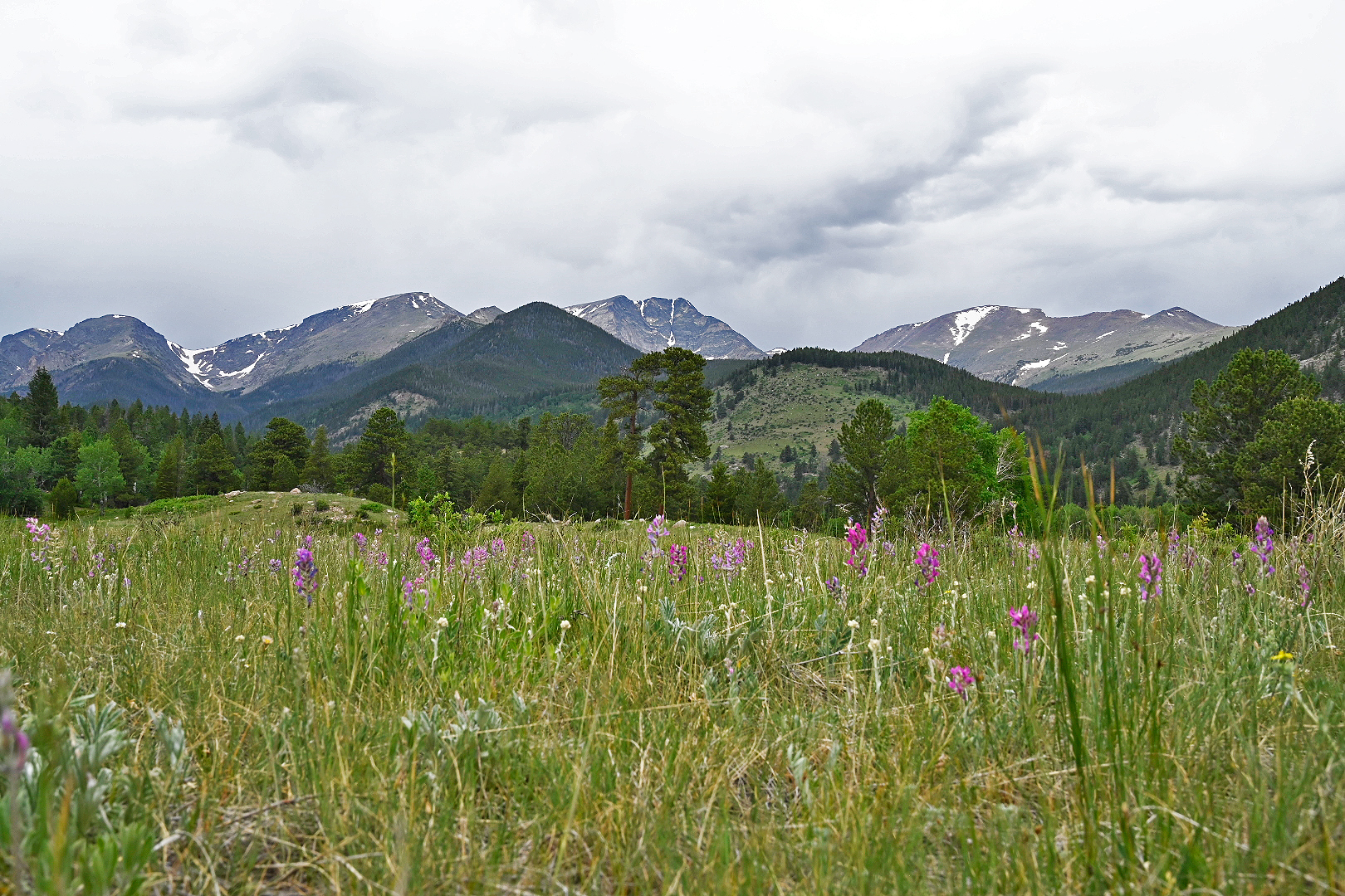 Meadow Flowers Mount