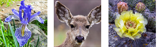 Montane Ecosystem - Rocky Mountain National Park (U.S. National Park ...
