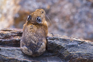 OldPika - Rocky Mountain National Park (U.S. National Park Service)