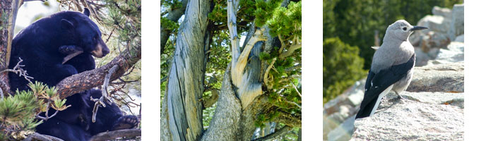 Subalpine Ecosystem2 - Rocky Mountain National Park (U.S. National Park ...
