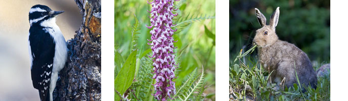 Subalpine Ecosystem2 - Rocky Mountain National Park (U.S. National Park ...