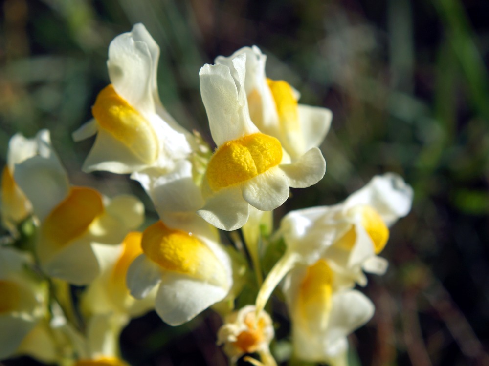 Invasive Exotic Plants - Rocky Mountain National Park (U.S. National ...