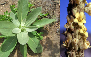 Invasive Exotic Plants - Rocky Mountain National Park (U.S. National ...