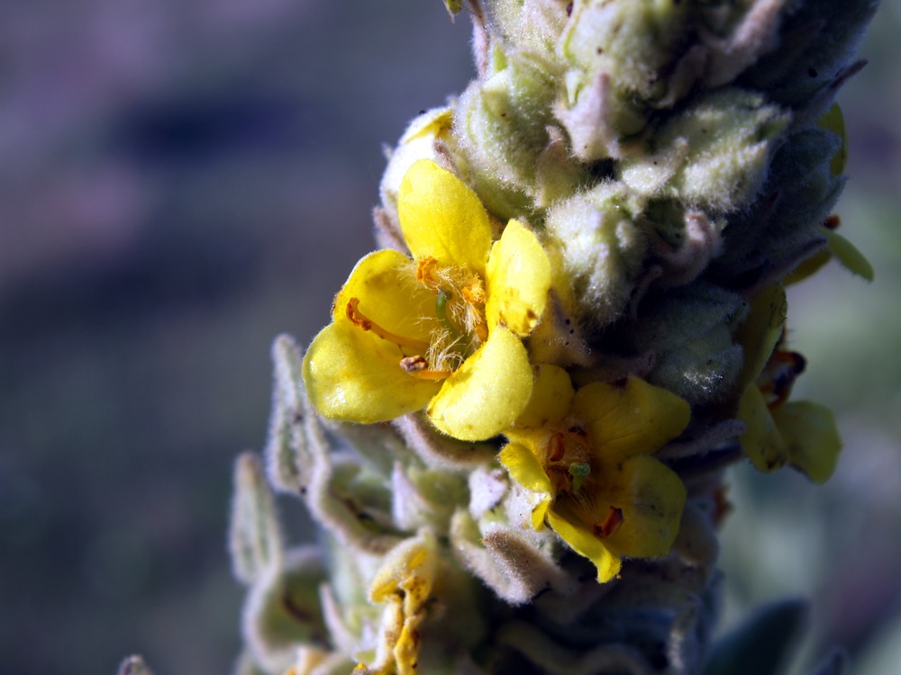 Invasive Exotic Plants - Rocky Mountain National Park (U.S. National ...