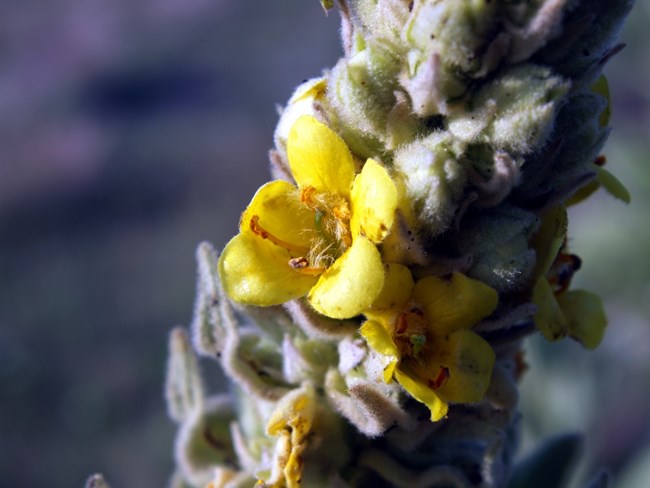 Invasive Exotic Plants - Rocky Mountain National Park (U.S. National ...
