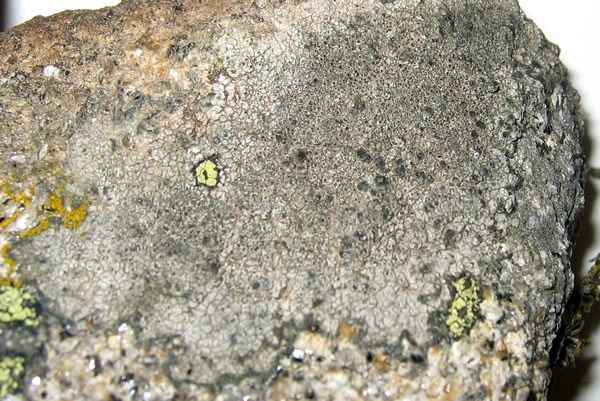 Aspicilia caesiocinerea - Rocky Mountain National Park (U.S. National ...