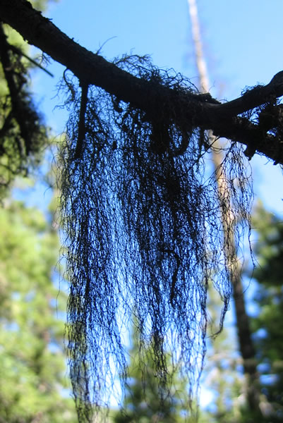 Bryoria fuscescens - Rocky Mountain National Park (U.S. National Park ...