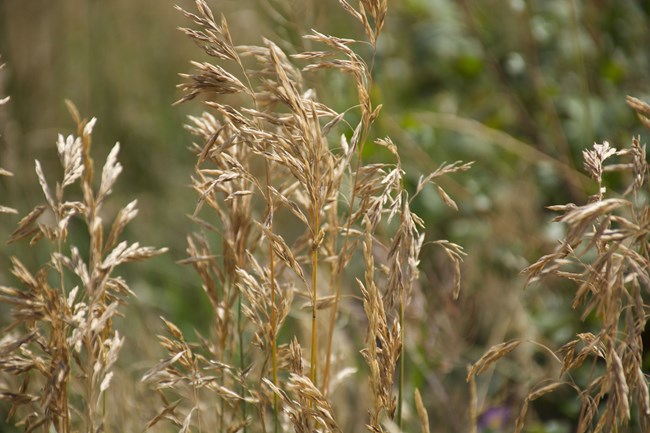 Invasive Exotic Plants - Rocky Mountain National Park (U.S. National ...