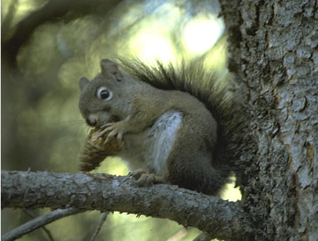 Chickaree - Rocky Mountain National Park (U.S. National Park Service)