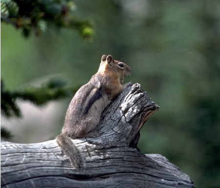 Golden Mantled Ground Squirrel - Rocky Mountain National Park (U.S ...