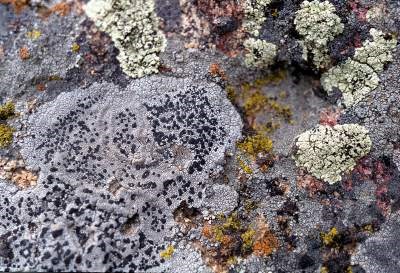 Lecidea tessellata - Rocky Mountain National Park (U.S. National Park ...