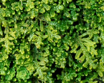 Lepidoziaceae - Rocky Mountain National Park (U.S. National Park Service)
