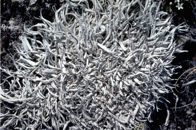 Thamnolia subuliformis - Rocky Mountain National Park (U.S. National ...