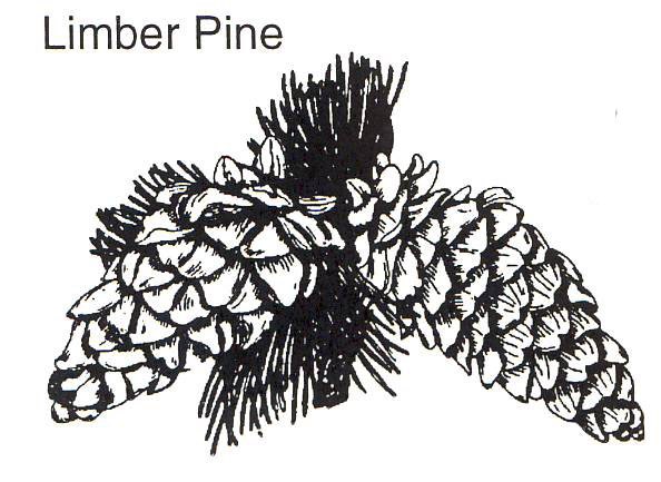 Limber Pine - Rocky Mountain National Park (U.S. National Park Service)
