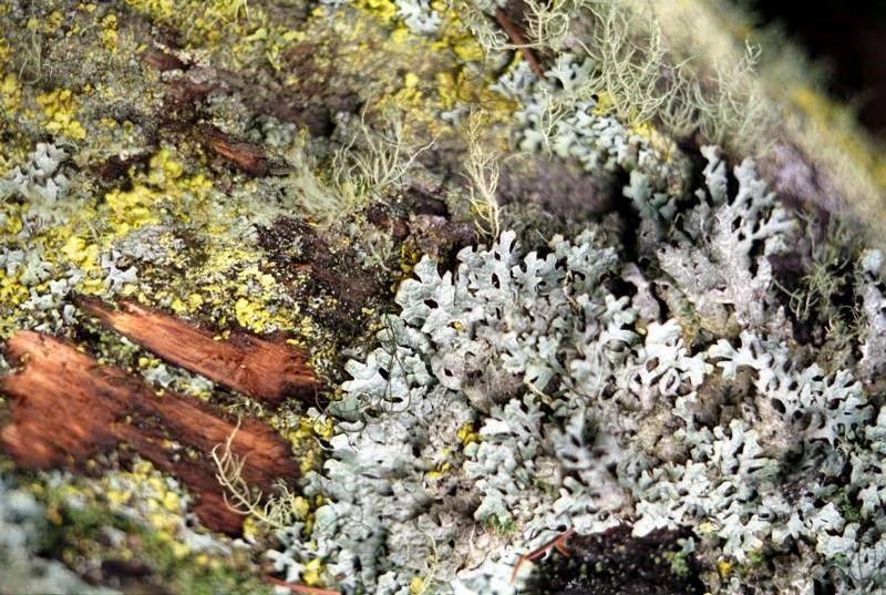 Parmelia sulcata - Rocky Mountain National Park (U.S. National Park ...