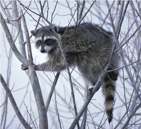 Raccoon - Rocky Mountain National Park (U.S. National Park Service)
