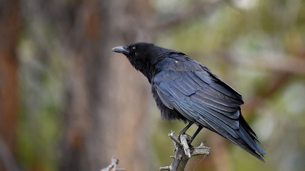 Sounds American Crow - Rocky Mountain National Park (U.S. National Park ...