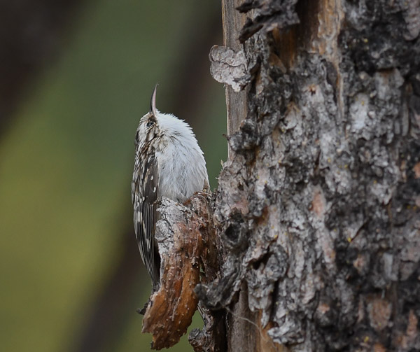 Sounds Brown Creeper - Rocky Mountain National Park (U.S. National Park ...
