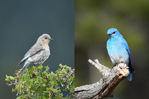 Female Mountain Bluebird Flying
