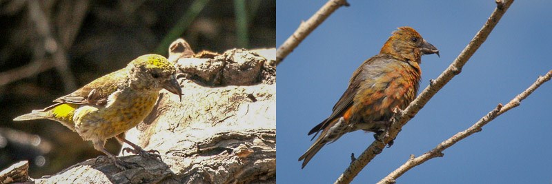 Sounds Red Crossbill - Rocky Mountain National Park (U.S. National Park ...
