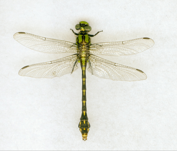 River Dragonflies - Saint Croix National Scenic Riverway (U.S. National ...