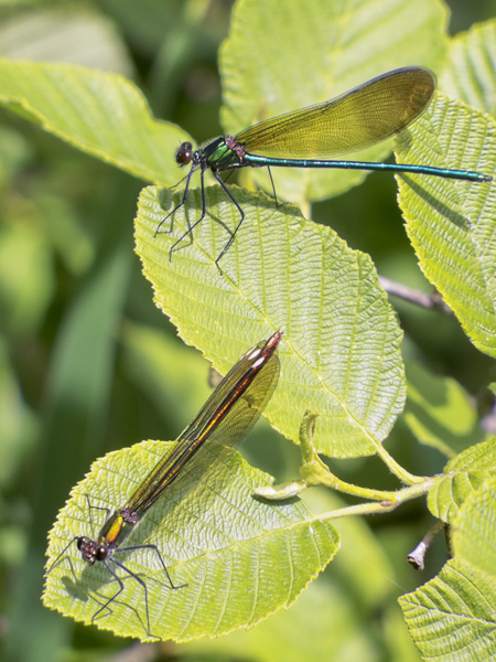 River Dragonflies - Saint Croix National Scenic Riverway (U.S. National ...