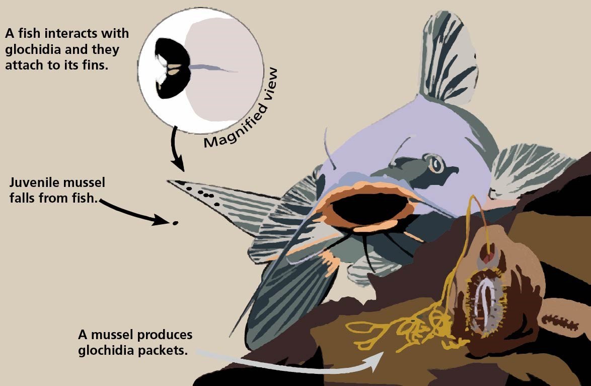 Mollusks - Saint Croix National Scenic Riverway (U.S. National Park ...