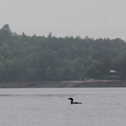 Nature - Saint Croix Island International Historic Site (U.S. National ...
