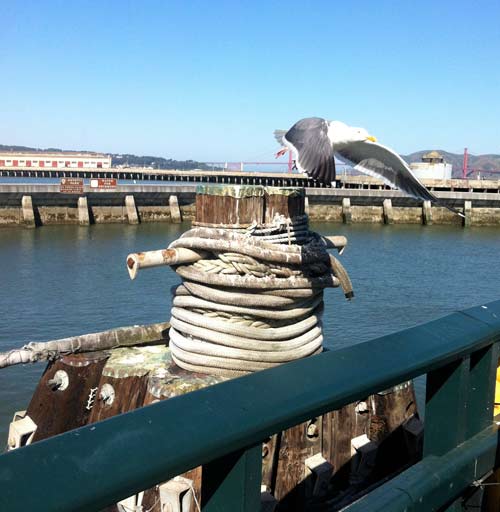 Fun Facts About Western Gulls - San Francisco Maritime National ...