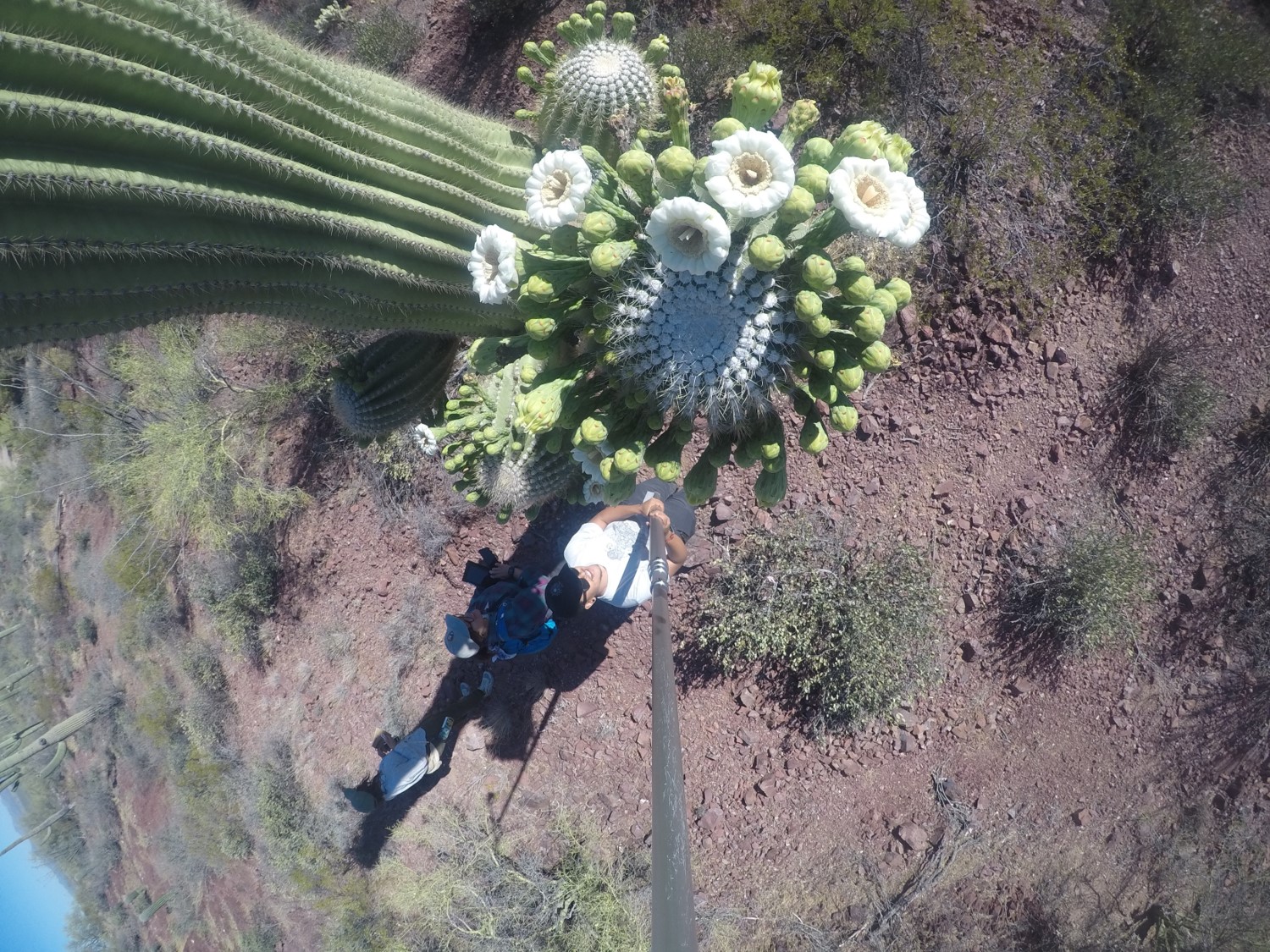 Saguaro Flower Power Project - Saguaro National Park (U.S. National ...